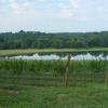 Sandy River Vineyard - Virginia Estates