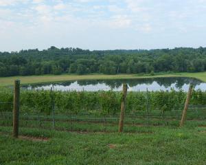 Sandy River Vineyard - Virginia Estates
