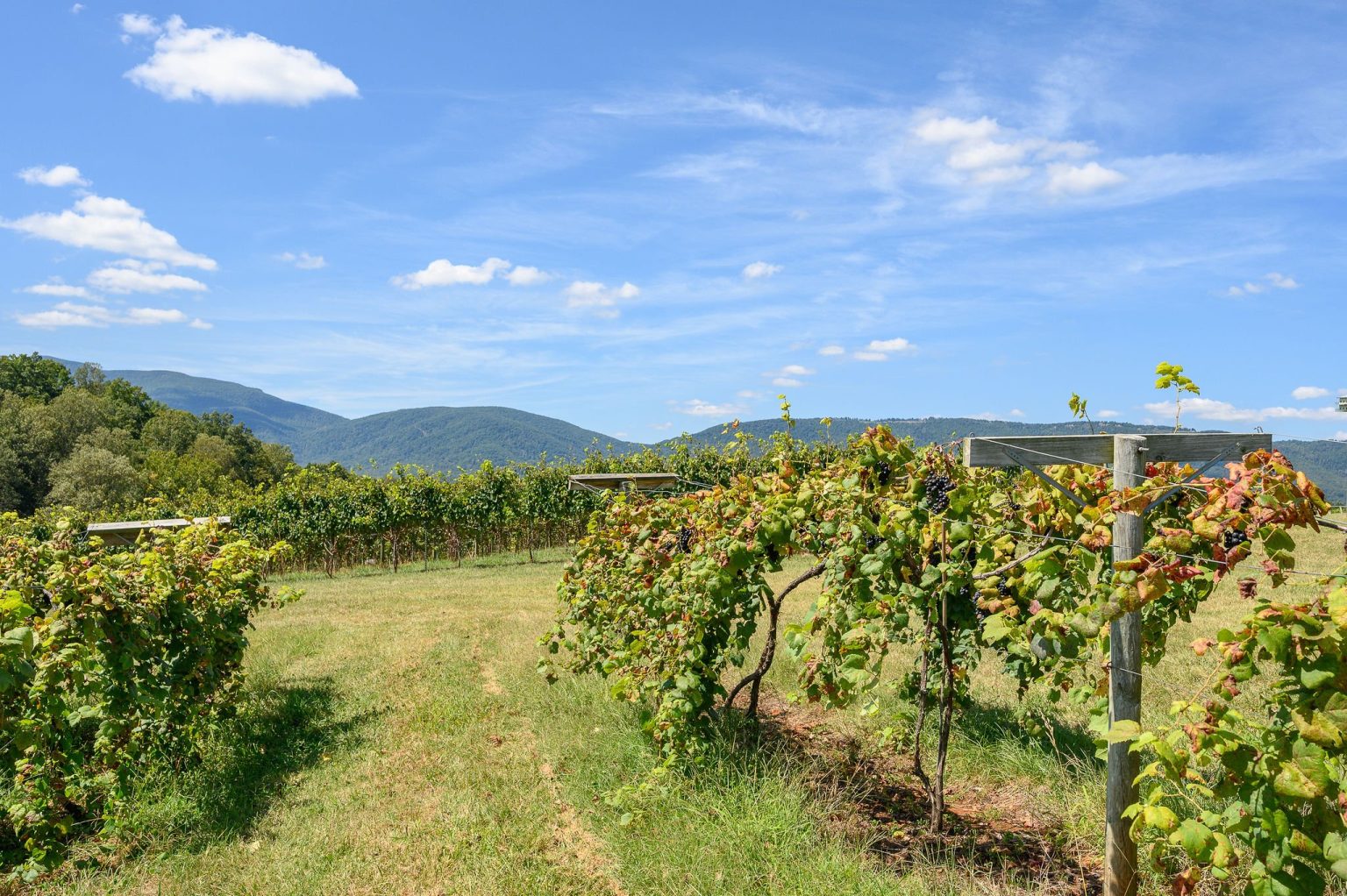 Cardinal Point Winery - Virginia Estates